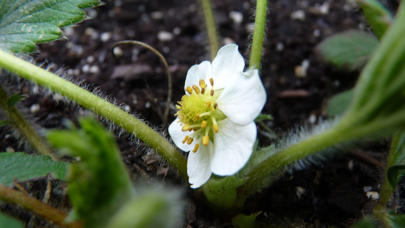 Edible and Elegant Urban Gardening : Pineberry Blog