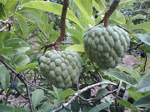 SRIKAYA ( Annona squamosa L ) | Eny Prasetyo