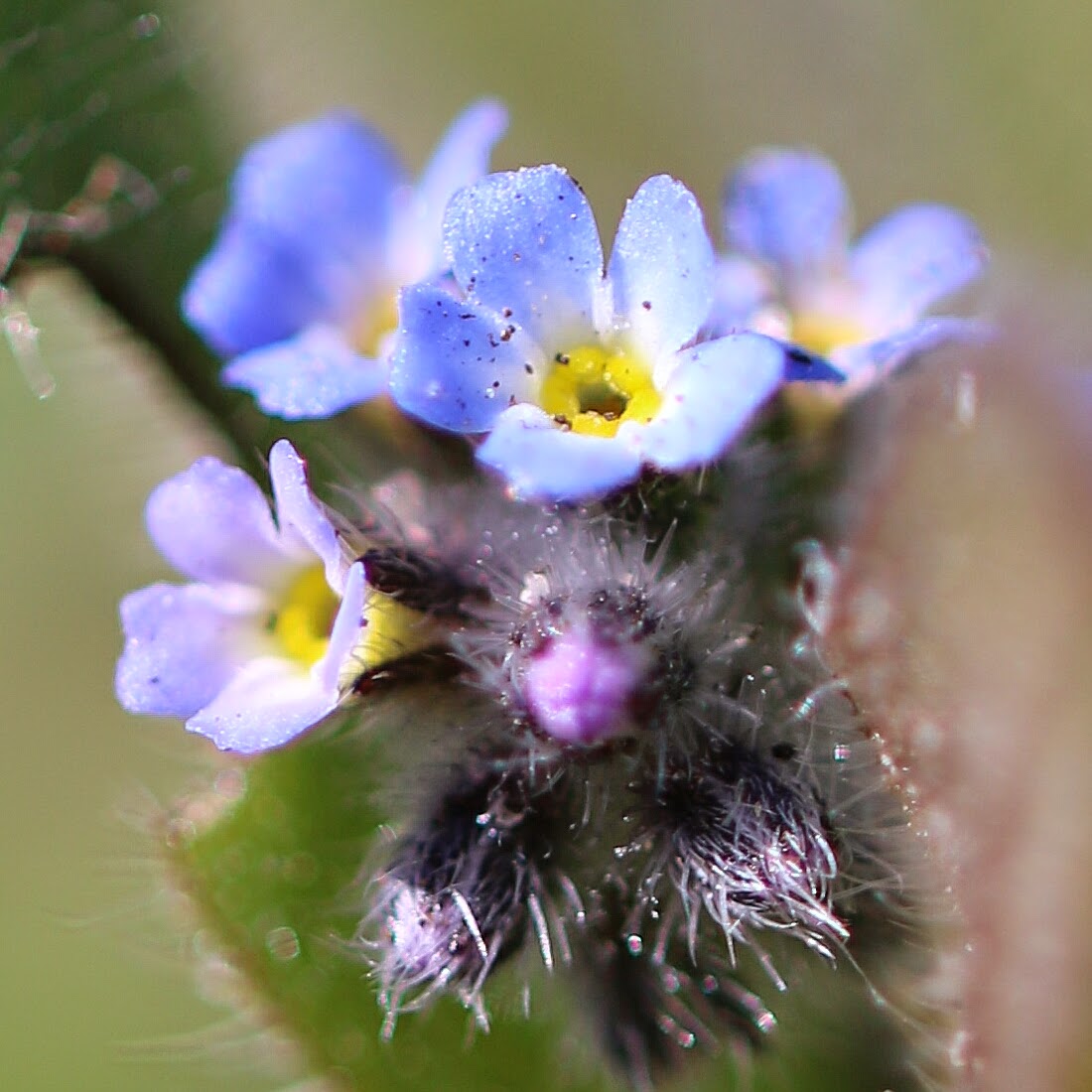 Myosotis ramosissima | Wild flowers of Europe by Anita Beijer