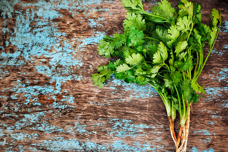 El Parroquiano: Culantro y cilantro, ¿son lo mismo?