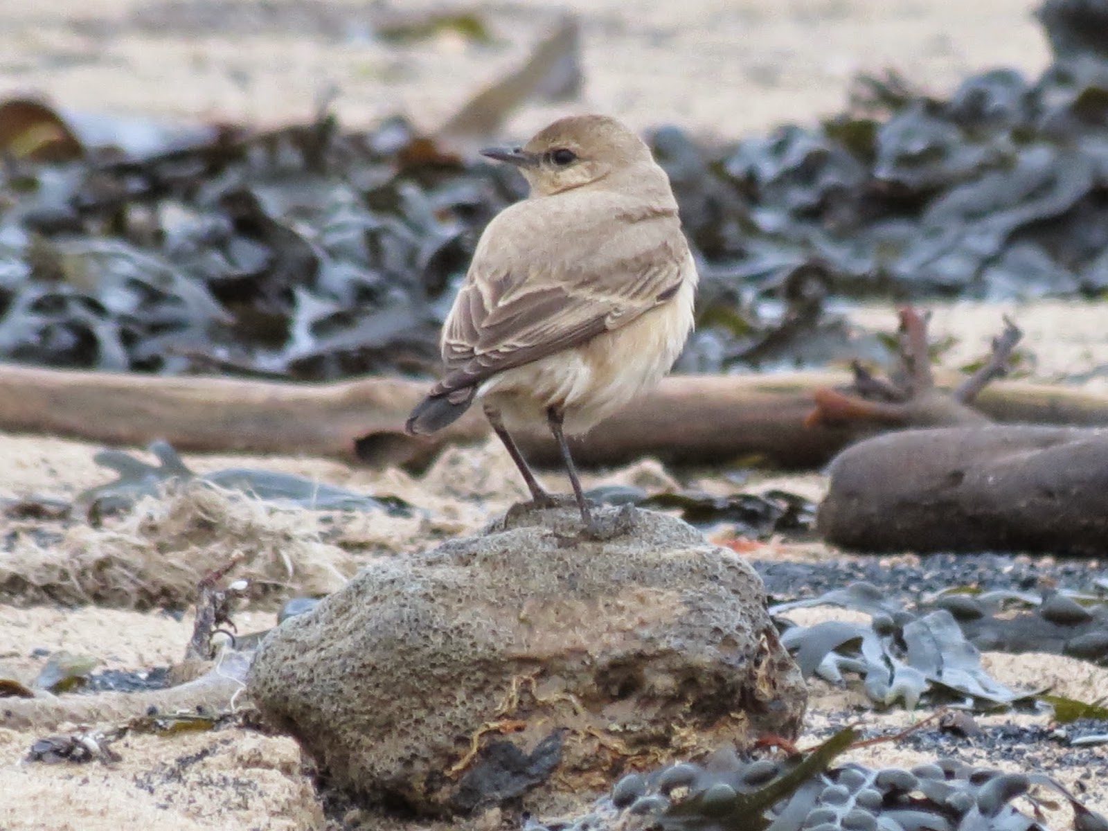 BRITISH BIRDING ASSOCIATION: 2014