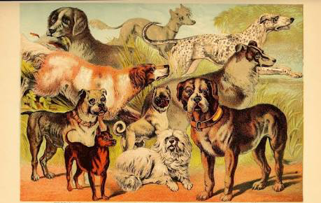 Dogedog - THE LEGENDS AND FOLKTALES