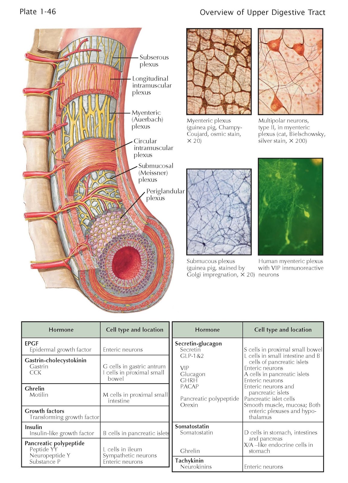 Enteric Nervous System - pediagenosis