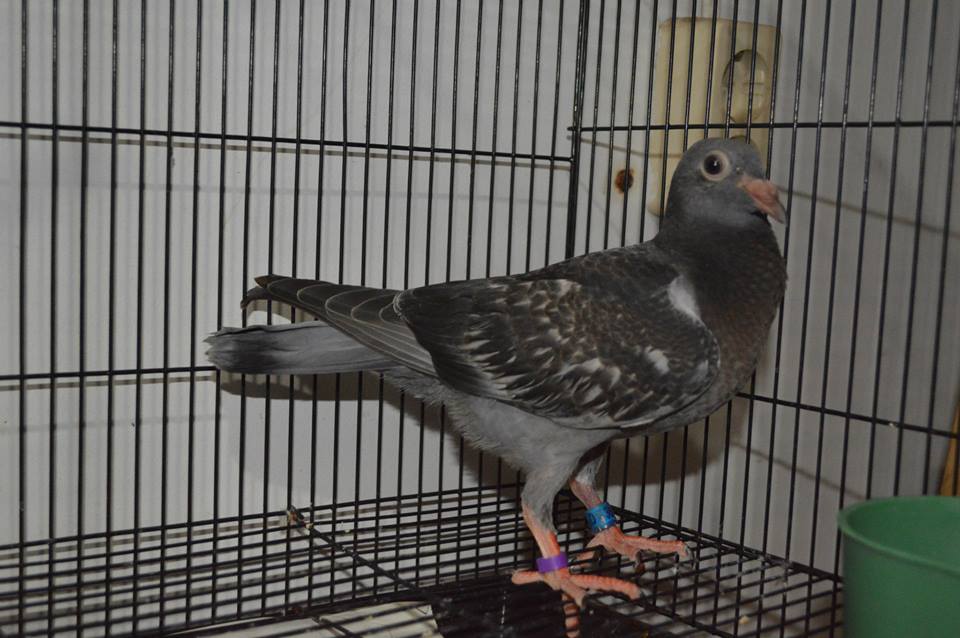 Awal mula kenal Merpati Pos ~ Merpati Pos Kremes Loft