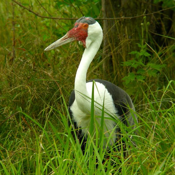 Rududu's semitropical adventures: Colors: inspired by cranes