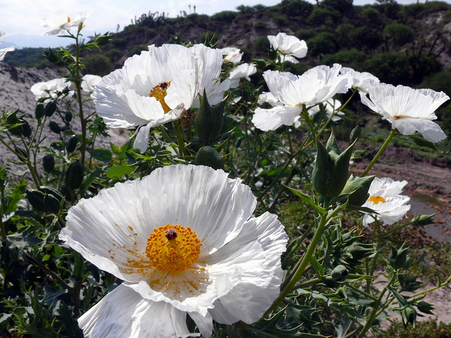 ARTE Y JARDINERÍA : CHICALOTE. Planta medicinal