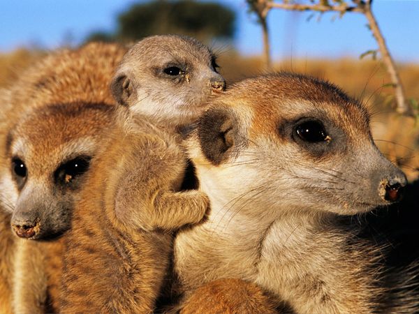 A Day in the Life of Timon: How Timon & His Family Came To Be...