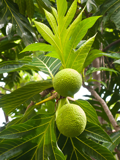 Breadfruit Tree Roots