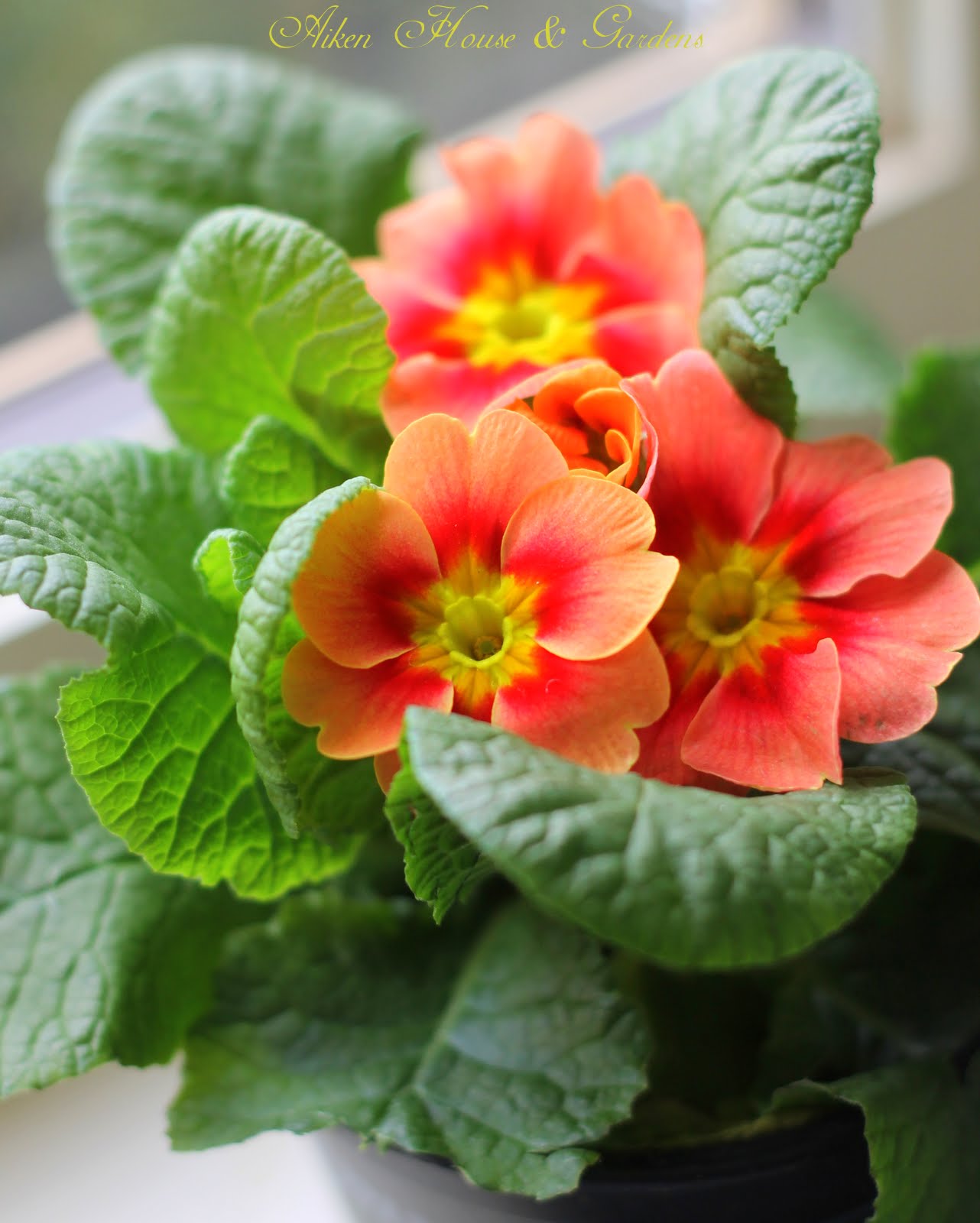 Aiken House & Gardens: Indoor Spring Garden