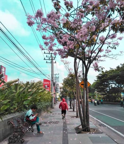 5 Fakta Bunga Tabebuya Yang Jadikan Surabaya Serasa Jepang, Bikin Iri ...