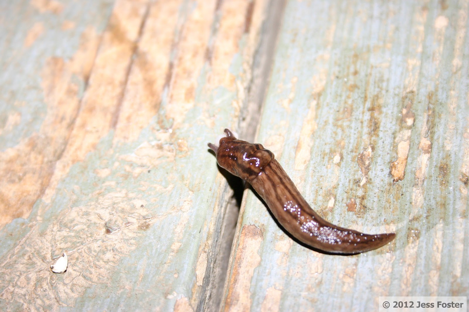 Sluggin' Along: Infected Slugs: Case #5