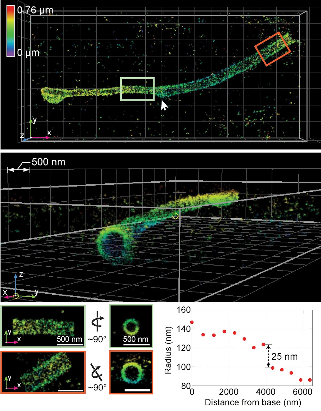 Super-resolution 3-D microscopy images cells in unprecedented detail ...