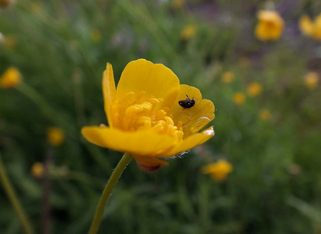 Harakan sivut: KESÄMUISTOJA /ÖTÖKÄT osa / 1