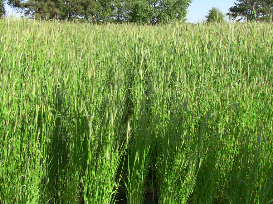 Five cover crops to try this fall after vegetables