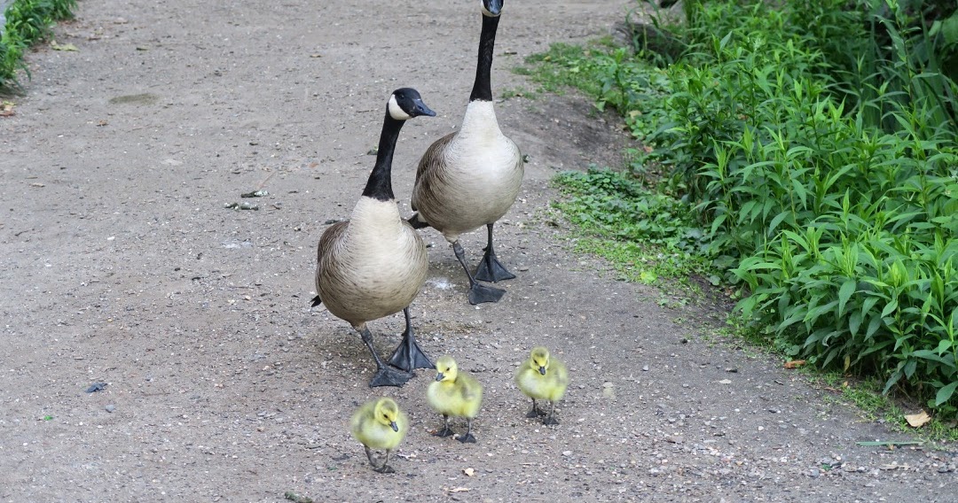The Last Leaf Gardener: "take a gander" (Wednesday's Wisdom)