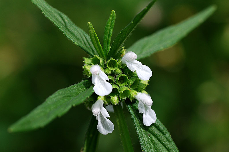 Thumba - JungleKey.in Image