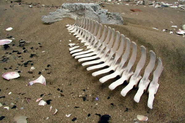 Namibia Reservations: The Skeleton Coast of Namibia