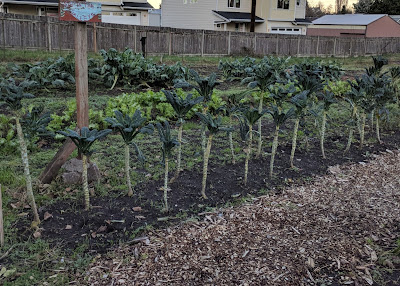 Eden By The Bay: Marra Farm Community Garden