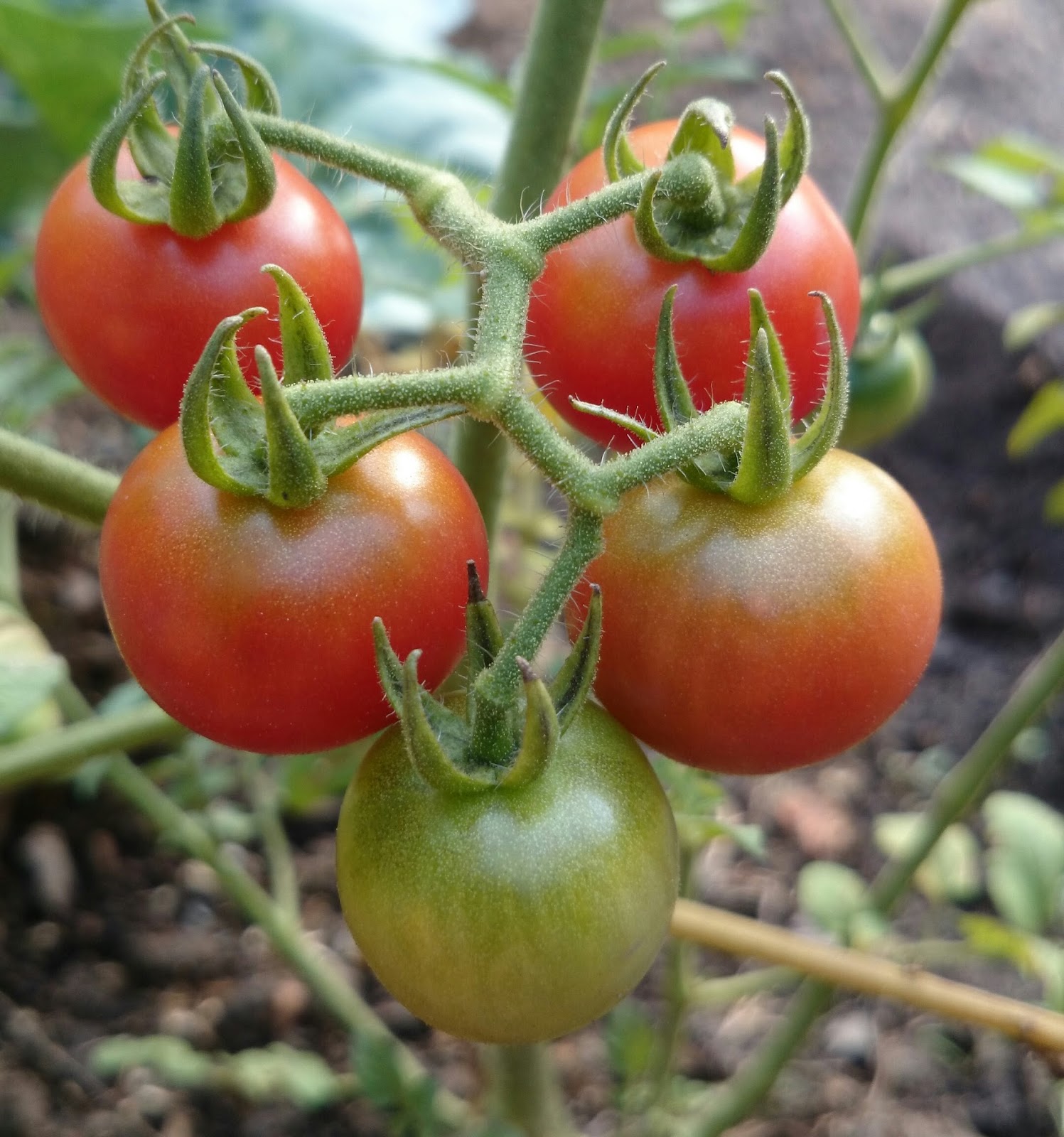 BUAH TOMATO - Rangkuman Cara Bertanam Lengkap