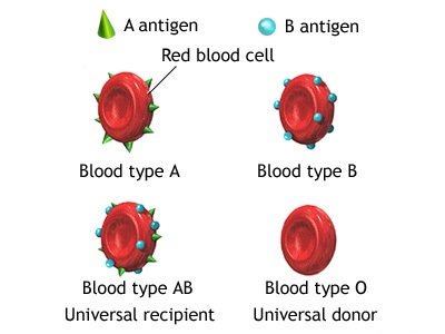 Blood Groups, Blood Typing and Blood Transfusions | Health And Safety