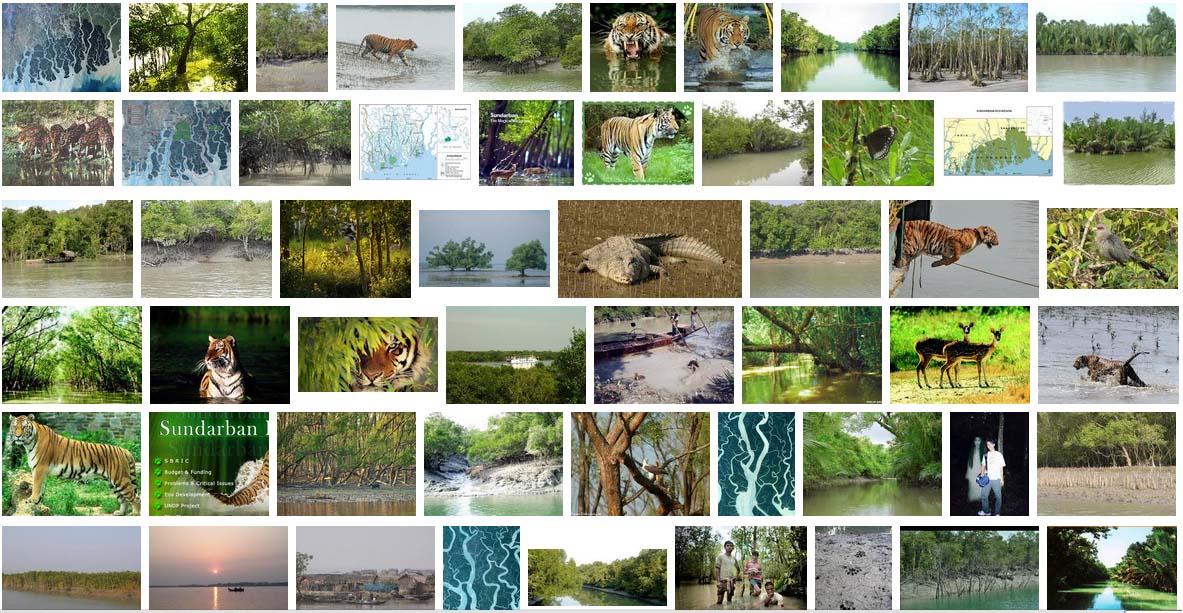 Most Attractive Tourist spots in Bangladesh: Sundarbans