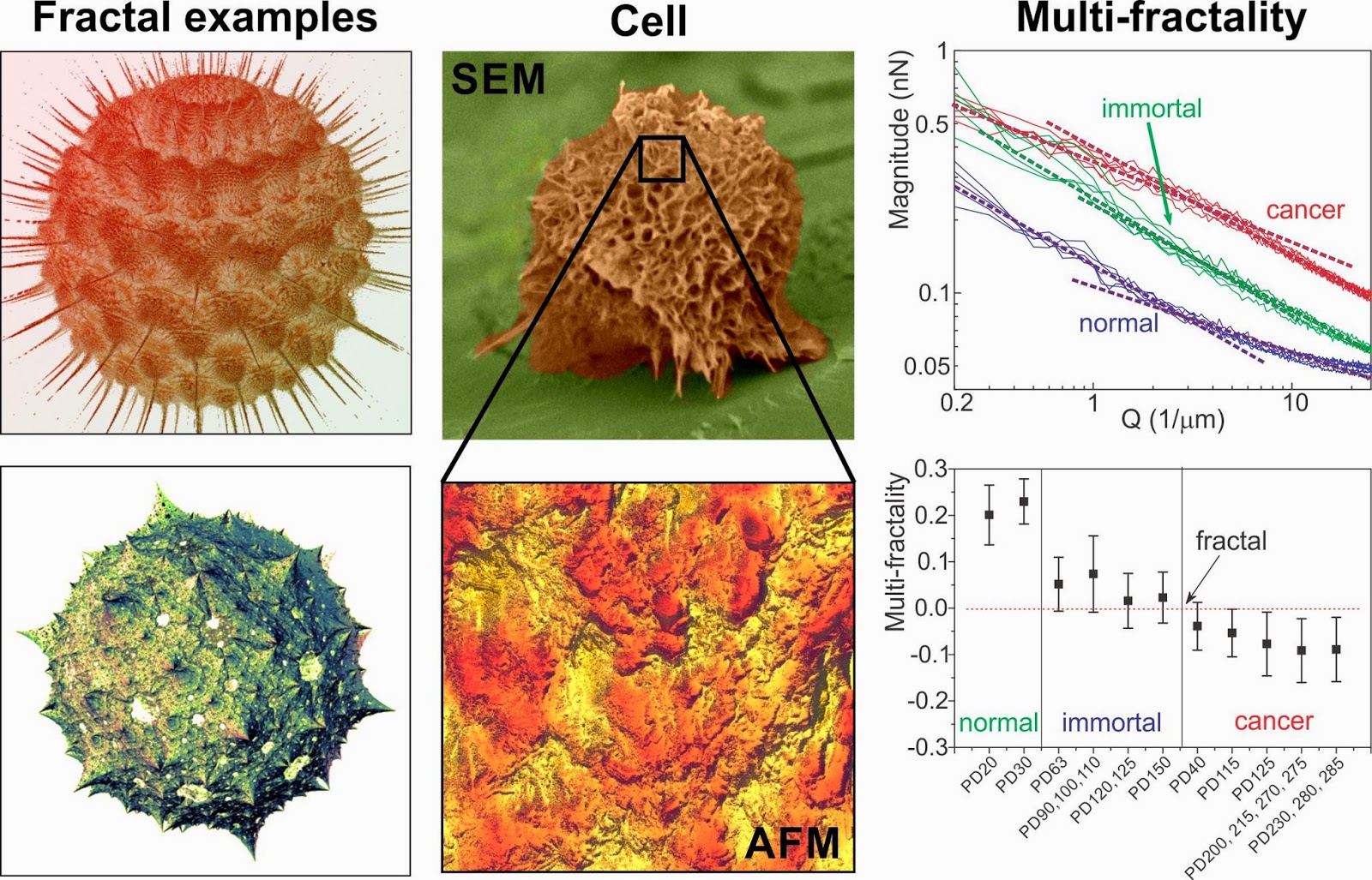 2Physics: Study of Fractal Behavior of Cell Surface Gives a Hint to a ...