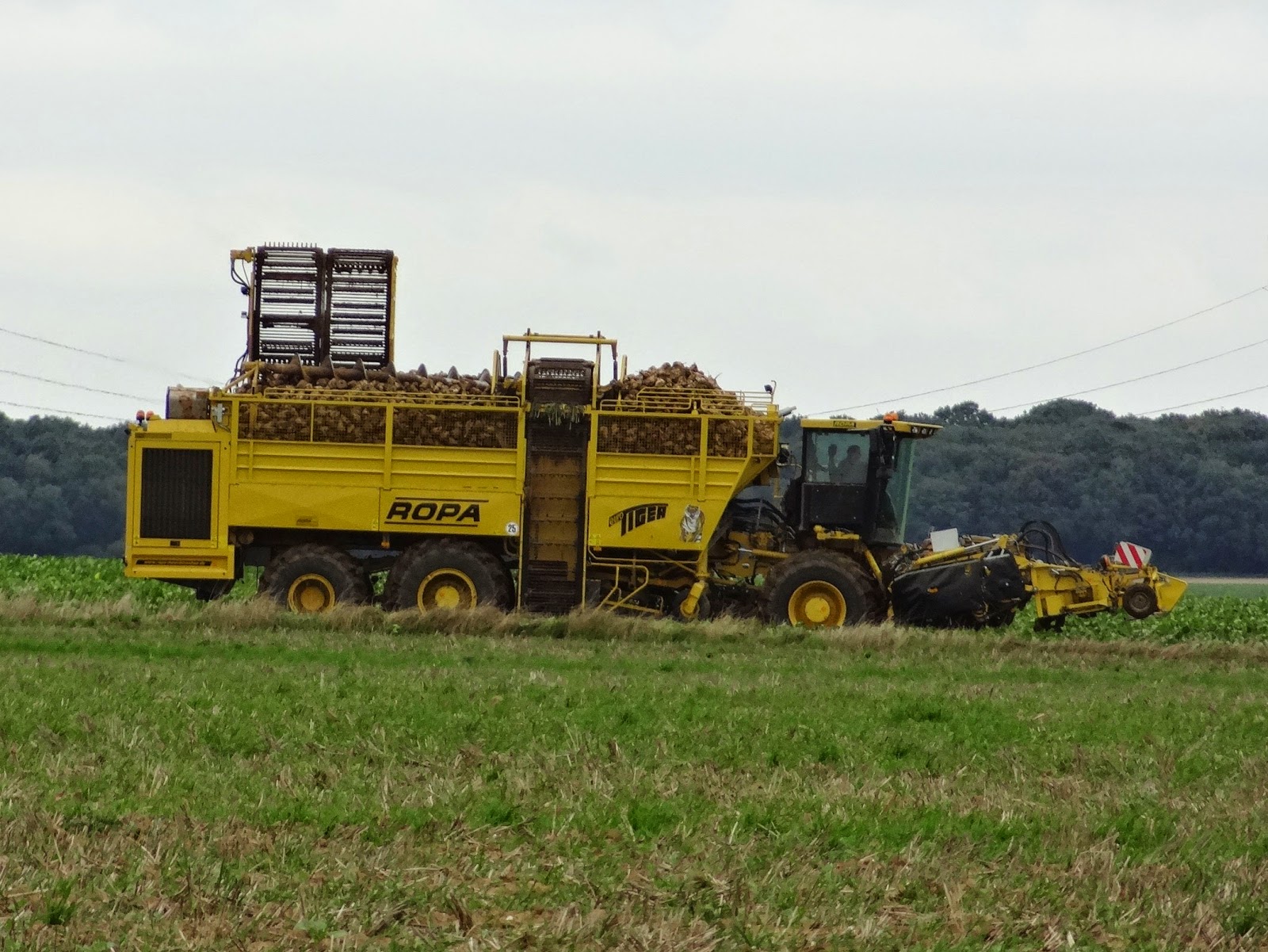 Sugar beet harvest: Ropa Tiger VS Holmer Terra Dos T3