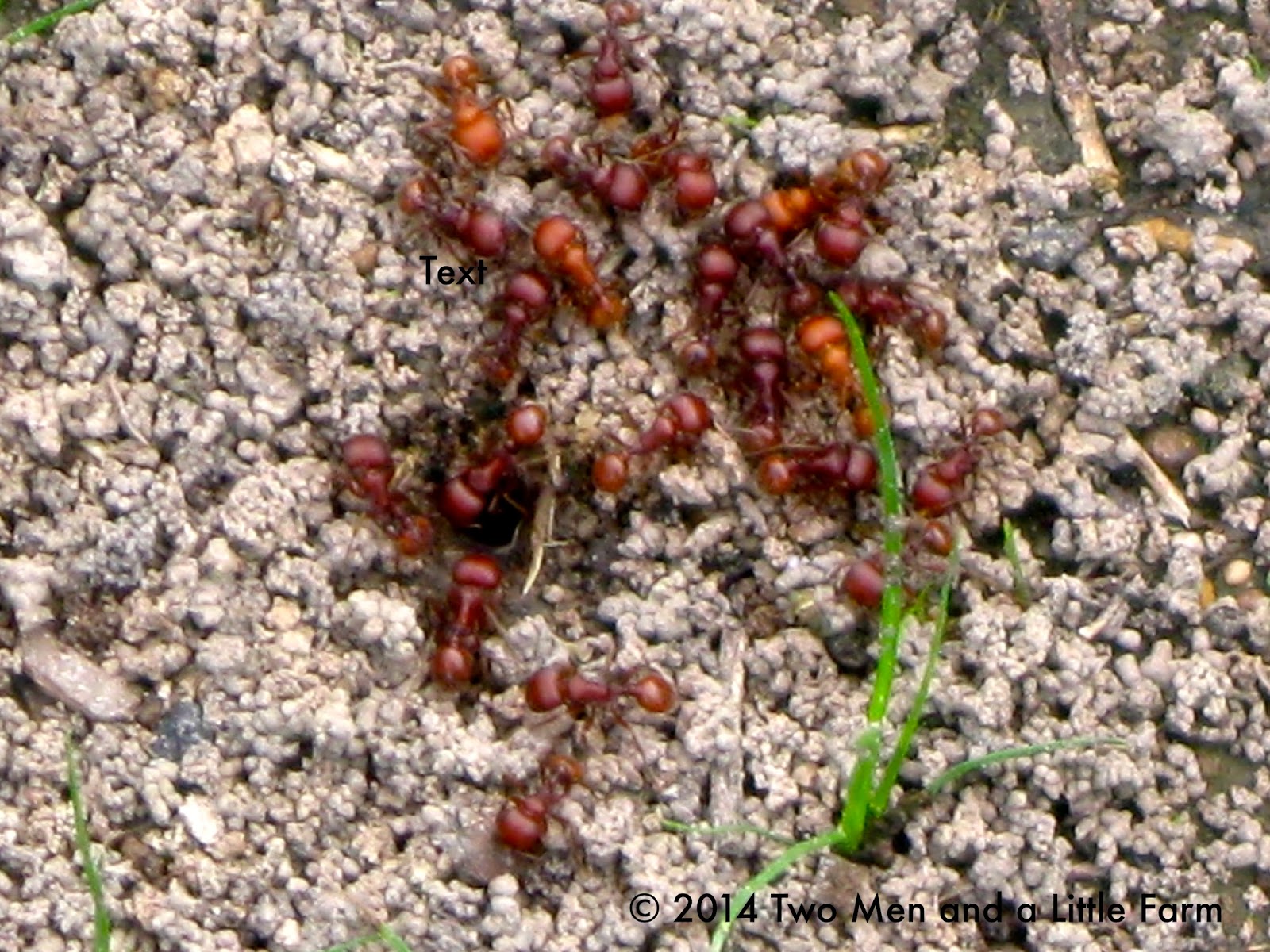 Two Men and a Little Farm: RED ANTS SIGHTING
