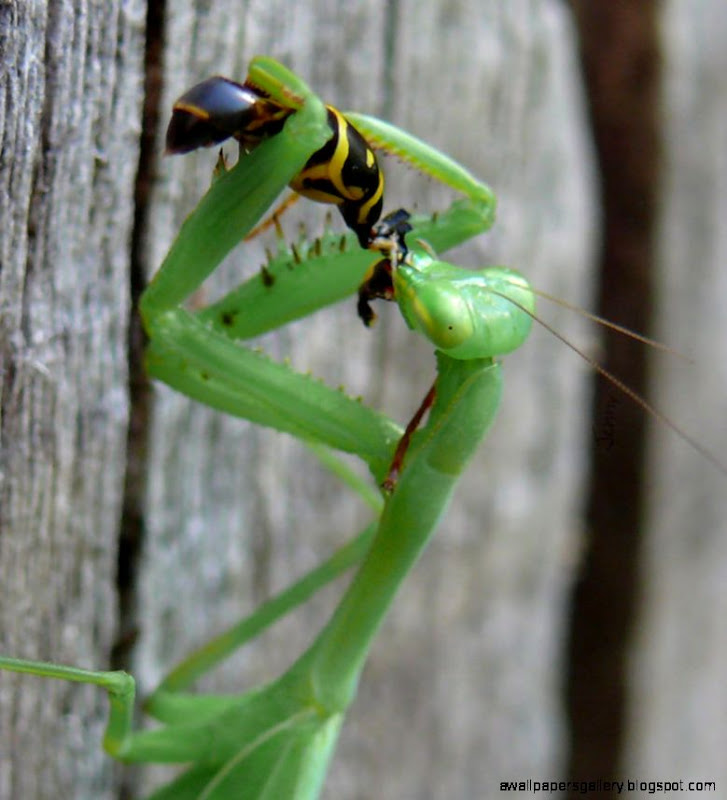 Praying Mantis Eating Mouse | Wallpapers Gallery