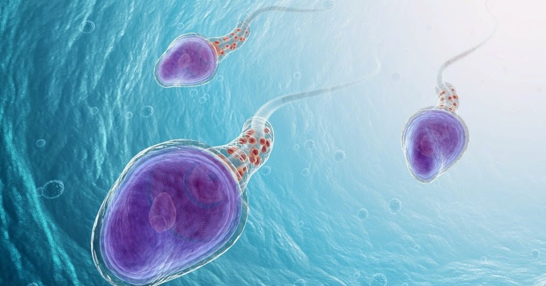 La reproducción - Biología