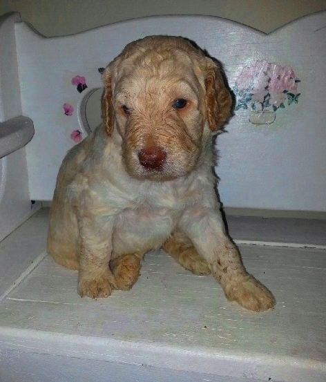 Lindsay's Multigen Labradoodles: August 2014