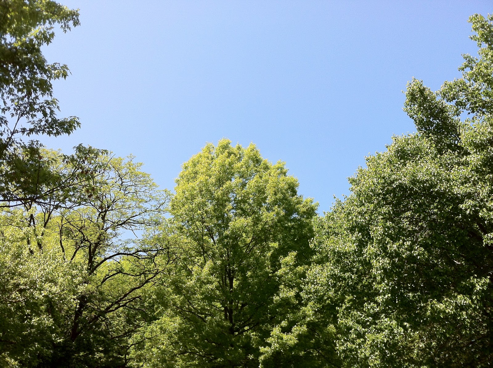 everyday donna: Make A Rustic Trellis From Fallen Tree Limbs