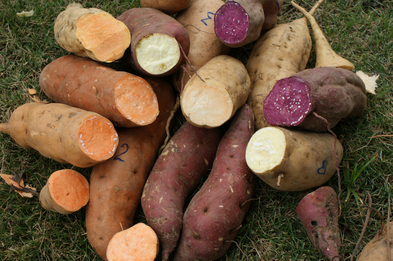 Agrícola: EL CULTIVO DE CAMOTE COBRA IMPORTANCIA