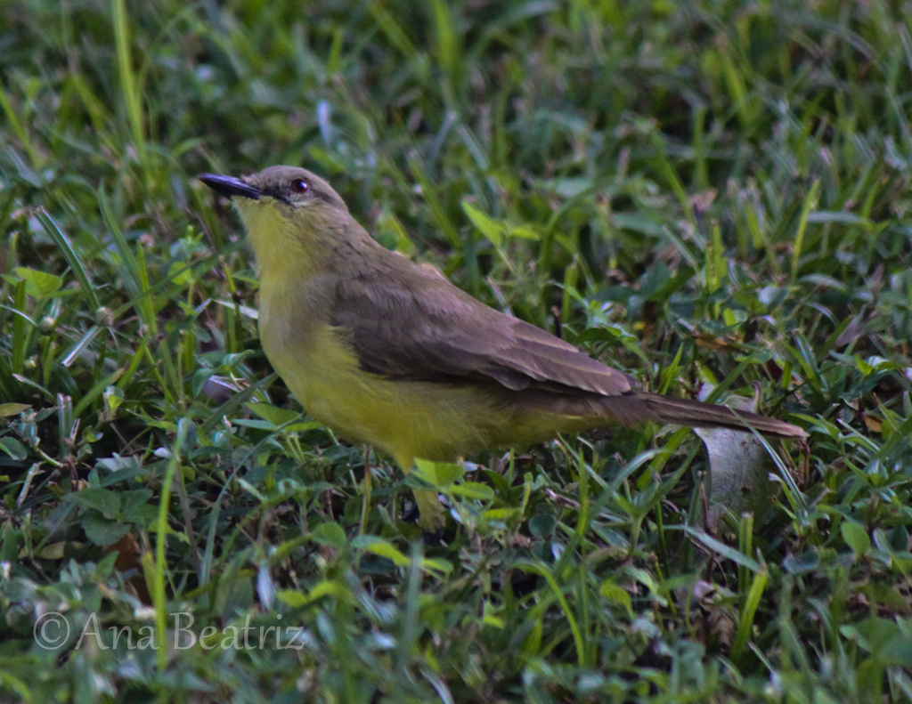 Aventura fotográfica: Pitirre Chicharrero (Tyrannus melancholicus)