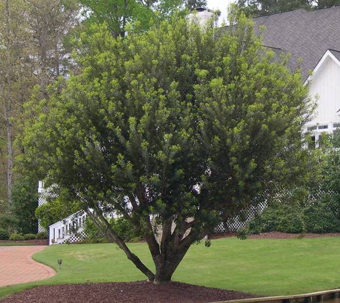 Back Porch Reflections: Wax Myrtle
