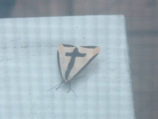 The Jesus Moth