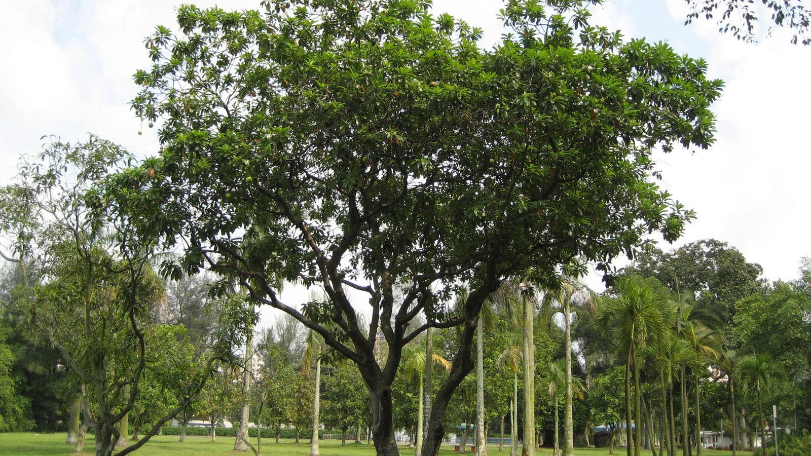 Jurong Lake Park: Plants in the park