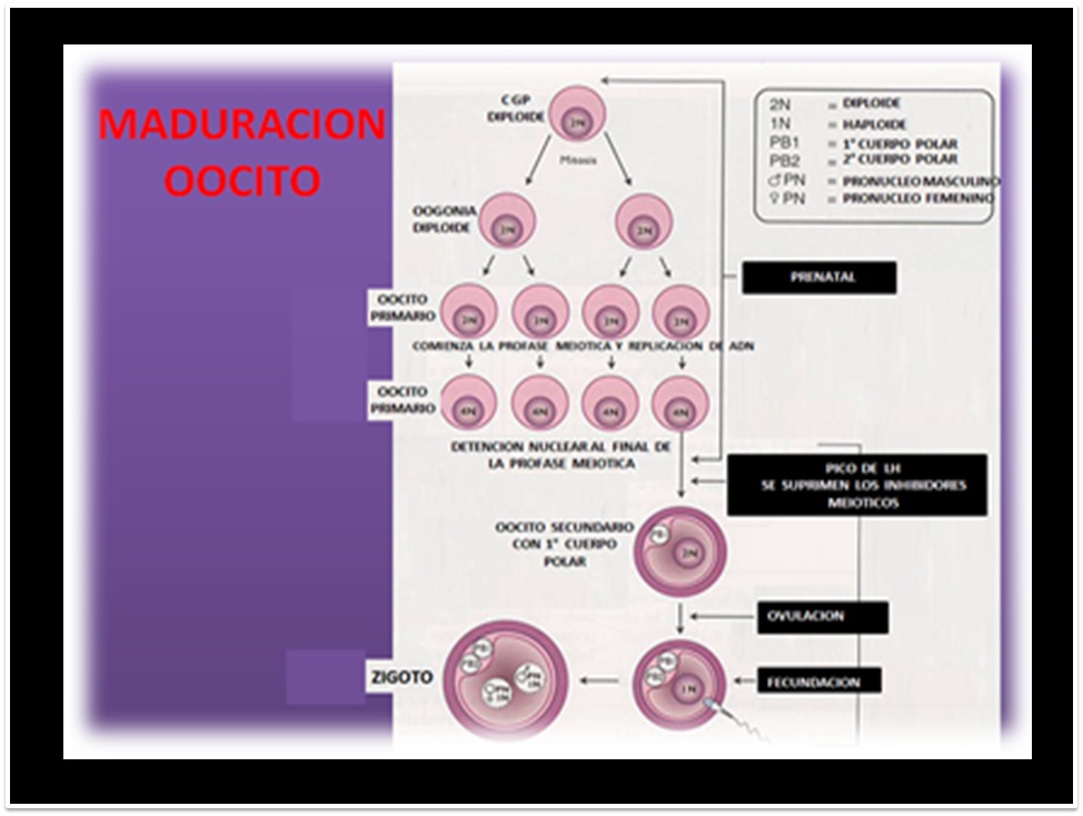 MANUAL DE REPRODUCCION BOVINA: FECUNDACION