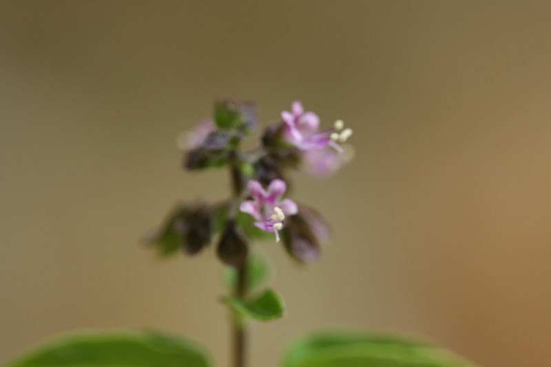 Native Florida Wildflowers: Wild Sweet Basil - Ocimum campechianum
