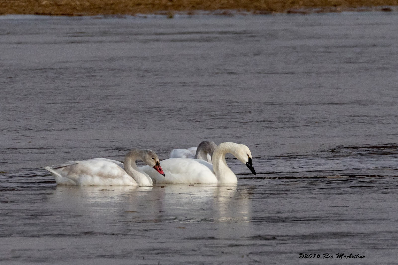 Tundra swans