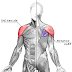 SuppVersity EMG Series - M. Deltoideus, M. Infraspinatus, Supraspinatus ...