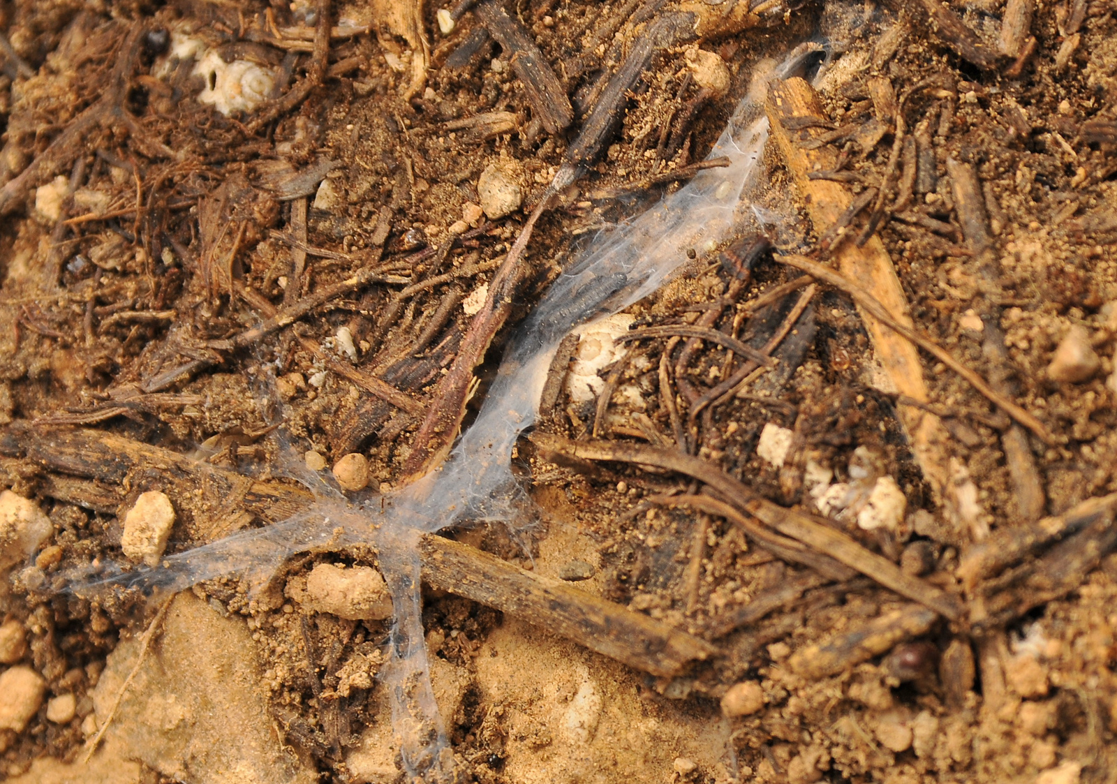 Real Monstrosities: Webspinner