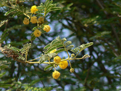 Babool - Acacia nilotica
