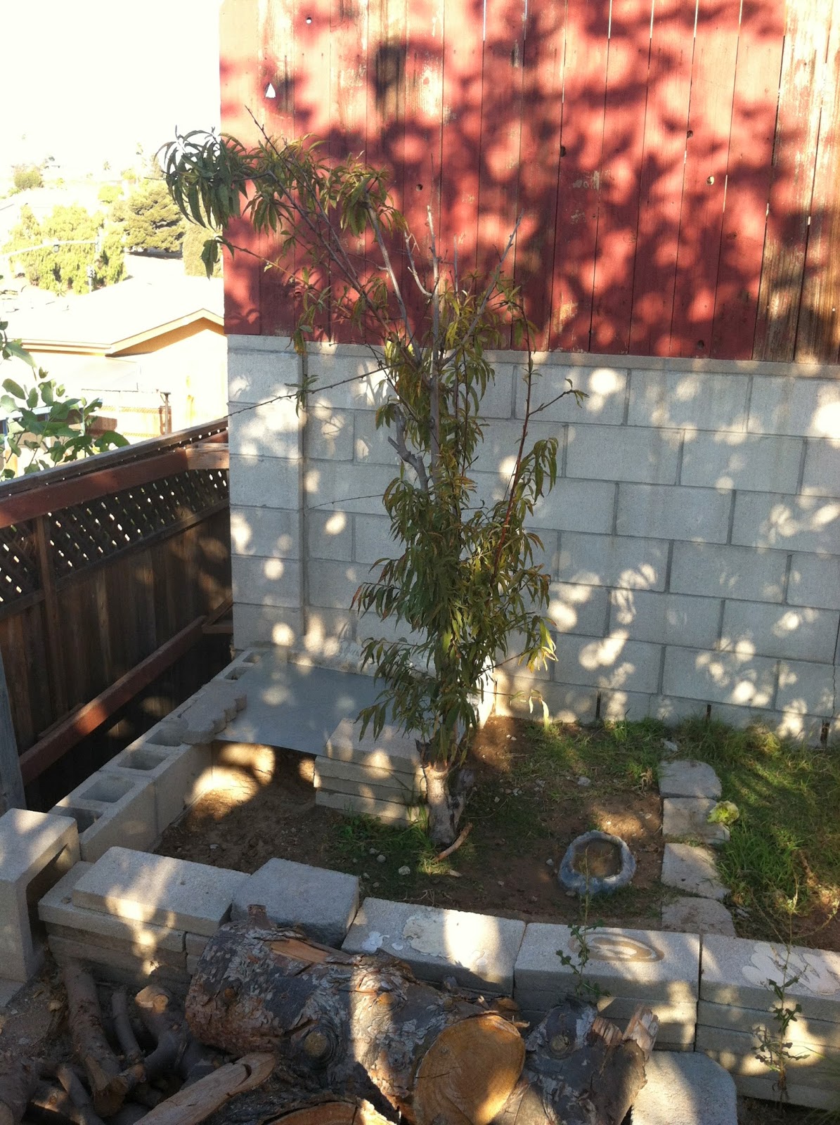 Fruit Tree Pruning at Its Best: Salt Build Up in Soils