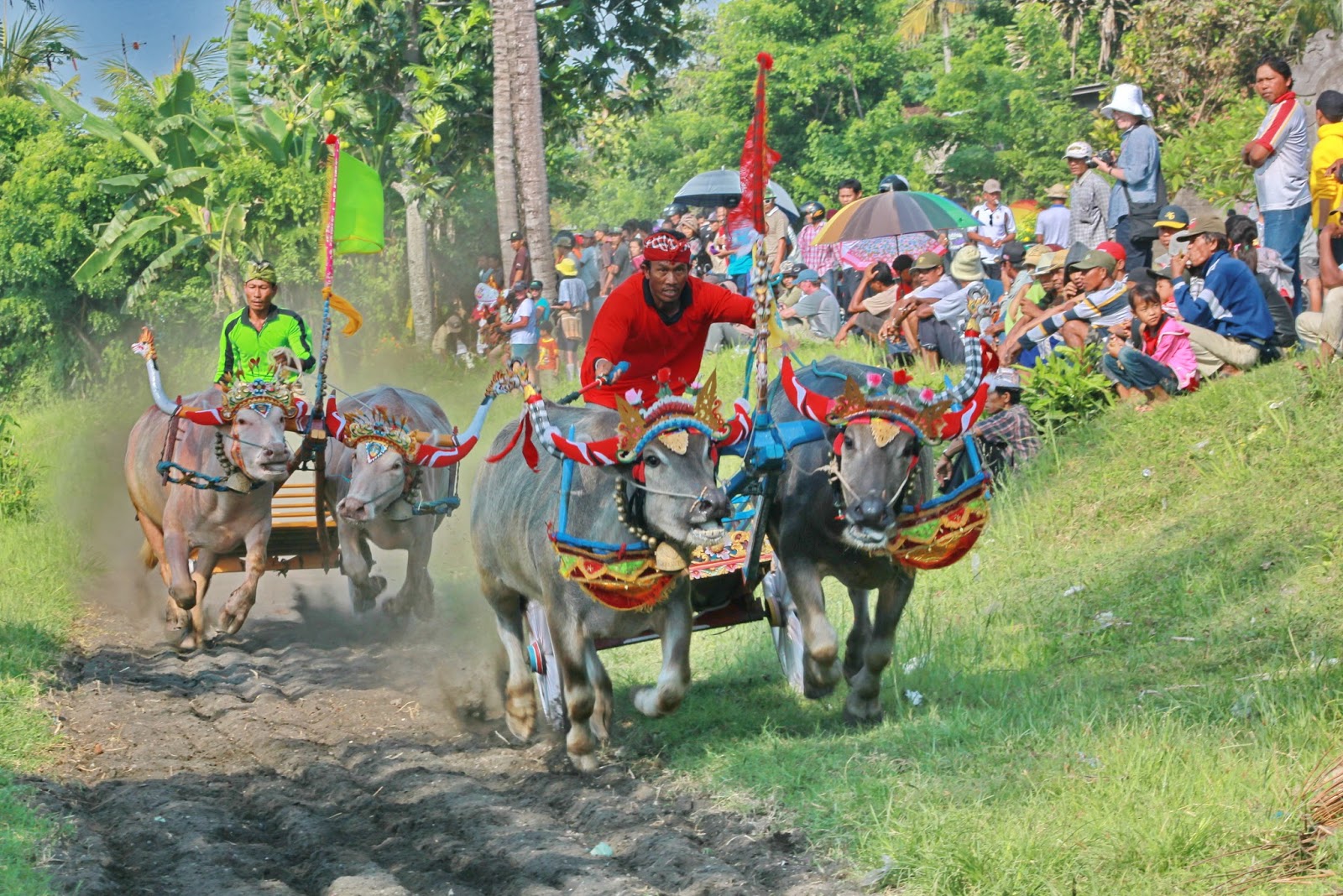 Indonesia Images: Mekepung (Bull Races) - Jembrana Bali