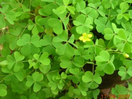 BuDa Folklore: Incredible -edible weeds