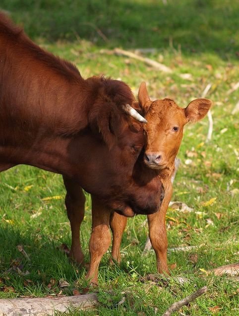Alcilene Responde: Divisão dos Mamíferos..profª Alcilene Rodrigues