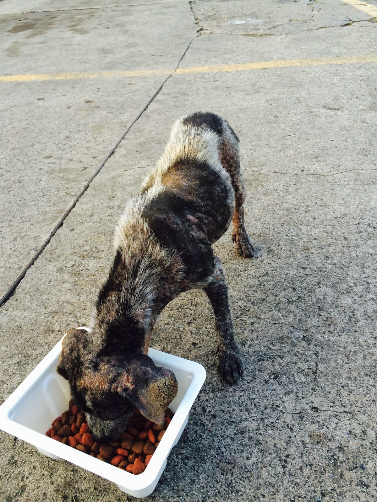 Noticias de Animales Puerto Rico : Ayuda a los perros realengos