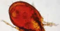 Catalogue of Organisms: Mites from a Land of Ice and Snow