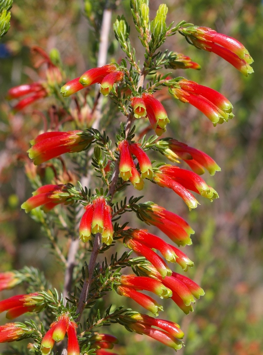 John Grimshaw's Garden Diary: Erica gracilis (and other Cape heaths)